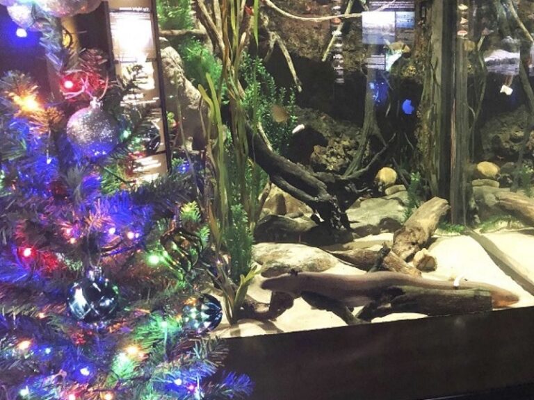 ELECTRIC EEL POWERS TENNESSEE AQUARIUM’S CHRISTMAS TREE LIGHTS – 3B ...