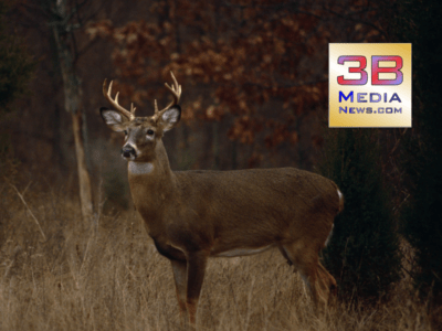 DEER SEASON BEGINS; T.H.P. REMINDS DRIVERS TO WATCH FOR DEER – 3B Media ...