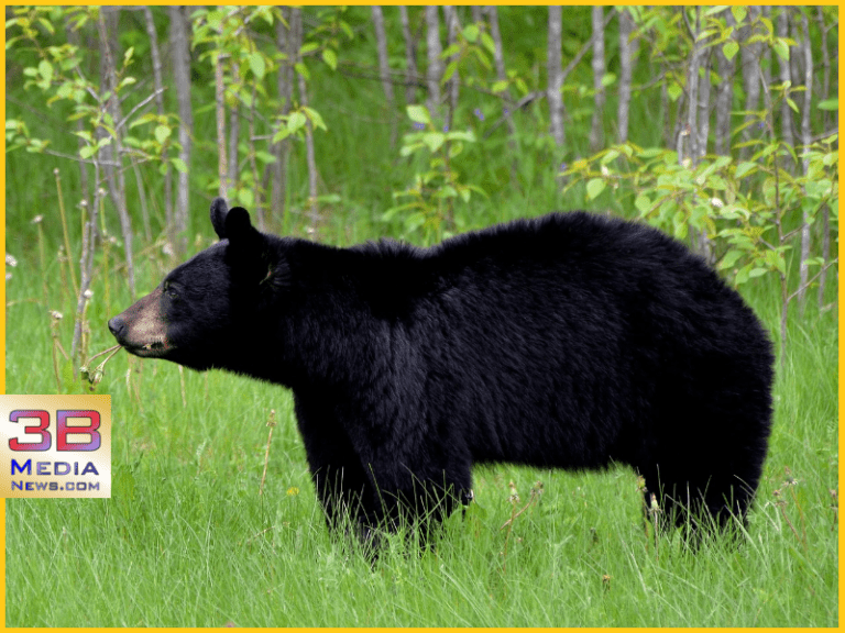 BLACK BEAR HIT AND KILLED BY VEHICLE NEAR GALLATIN – 3B Media News