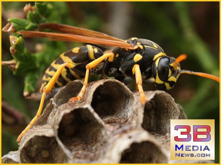 RADIOACTIVE WASP NEST FOUND IN SOUTH CAROLINA – 3B Media News