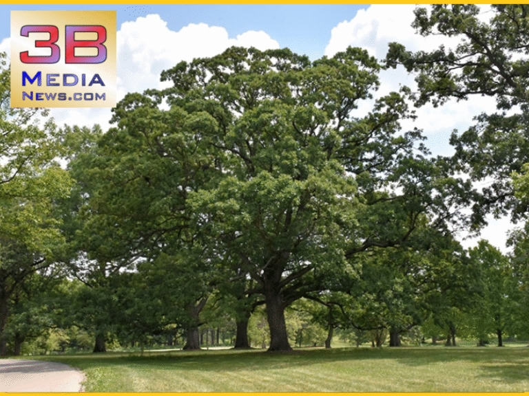 TENNESSEE CALLS ON CITIZENS TO COLLECT ACORNS AND SAVE WHITE OAK ...